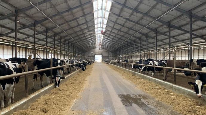 Trois traites par jour pour des Holsteins hautes productrices en Hongrie
