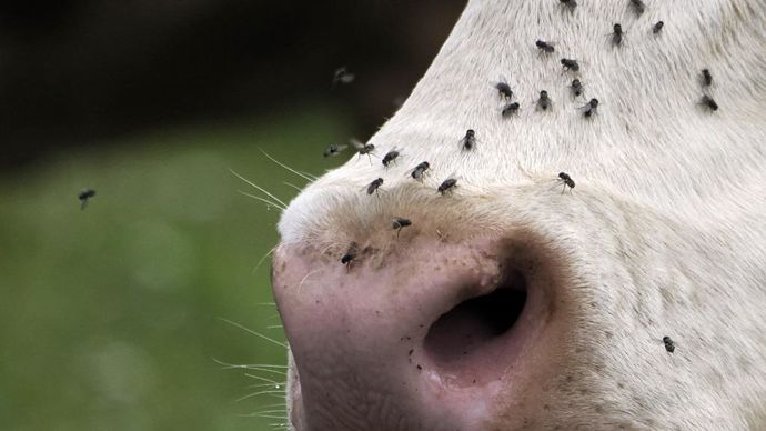 En finir avec les mouches en élevage bovin