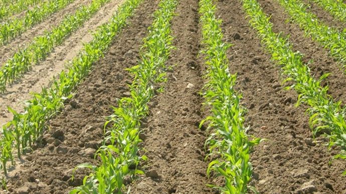 Maïs : adapter la dose d'engrais azoté à la parcelle