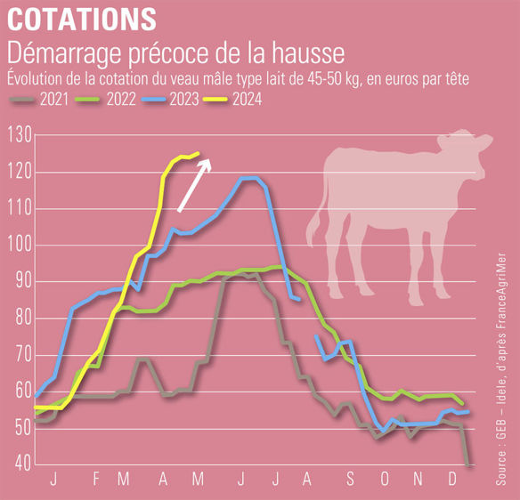 Les cours des veaux laitiers montent en flèche