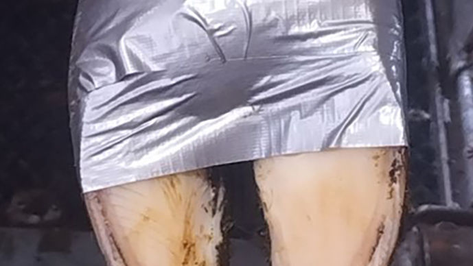 Mortellaro : les avantages du pansement à l'acide salicylique pour ...