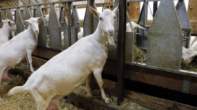 Le lait de chèvre au-dessus des 1000 kg par animal au contrôle laitier
