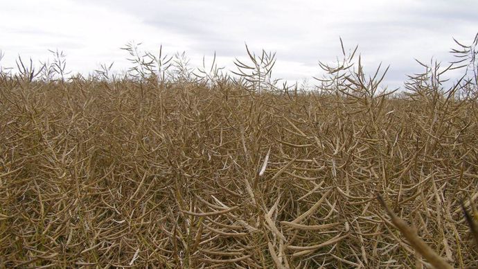 Comment optimiser la récolte du colza