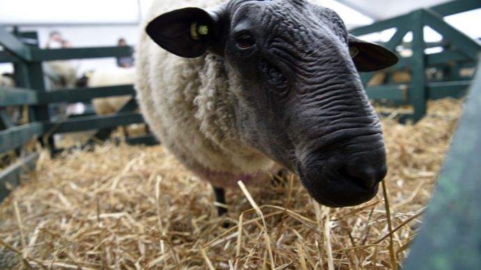 FCO : plus de 6 000 foyers de sérotype 3 en France