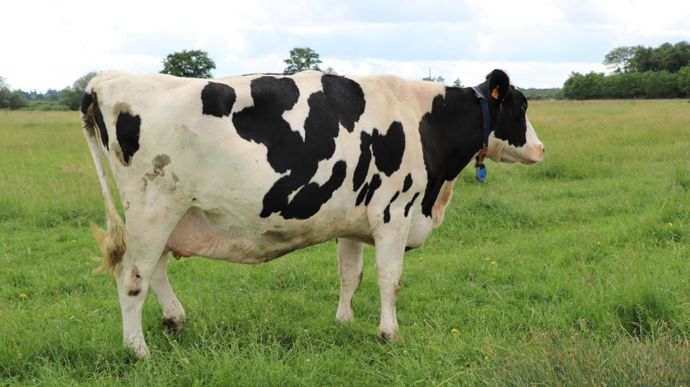 L'OS Prim'Holstein intègre la parenté dans le calcul des ISU