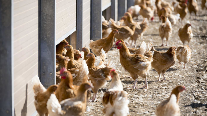 Première viande consommée, la volaille française cherche du soutien