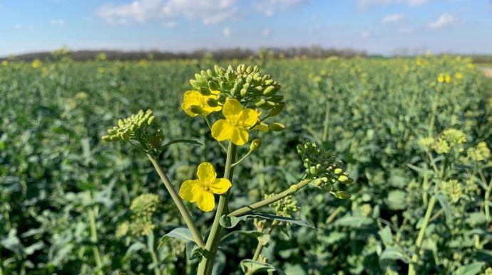 Sclérotinia du colza, bien repérer les stades