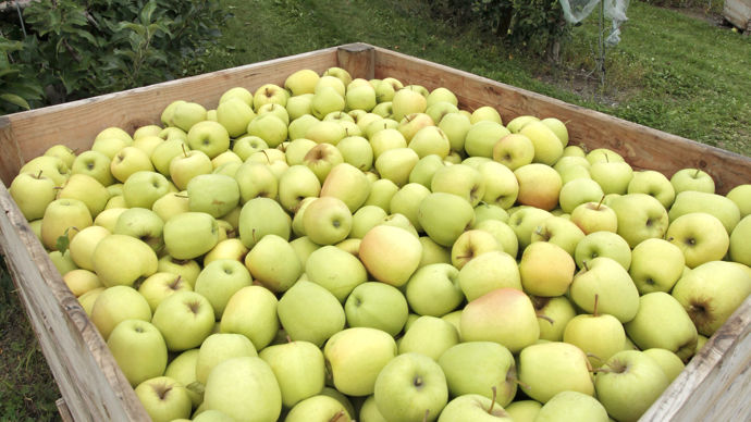 « C’est qui le patron ? ! » se lance dans la pomme