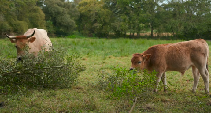 Ses vaches mangent des branches coupées au sol