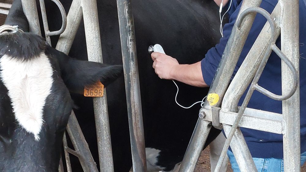 Comment l'intellignec artificielle s'installe dans les élevages laitiers