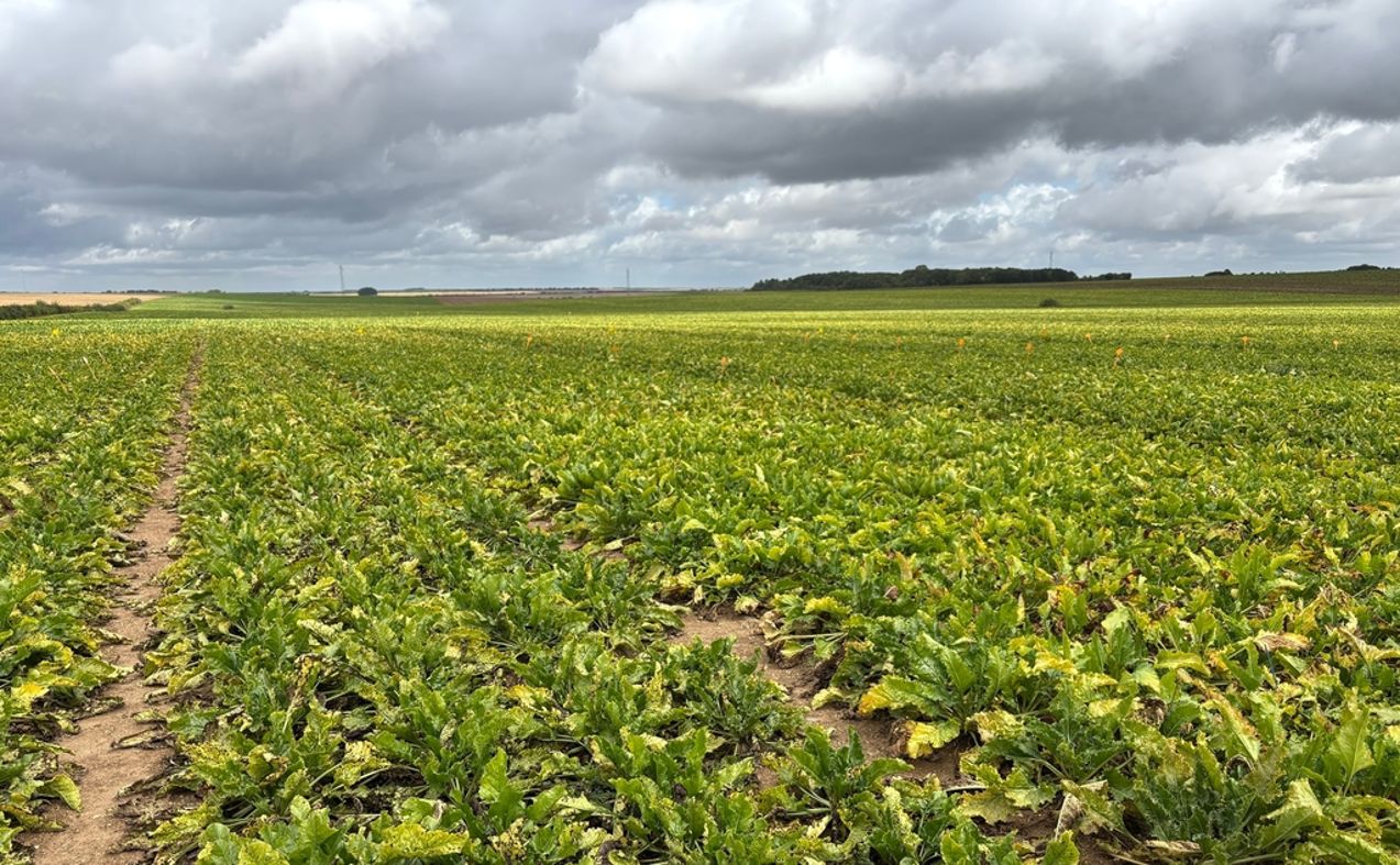 La betterave devient une priorité stratégique de RAGT Semences