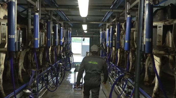 Ils ont changé leur système d'élevage pour gagner du temps
