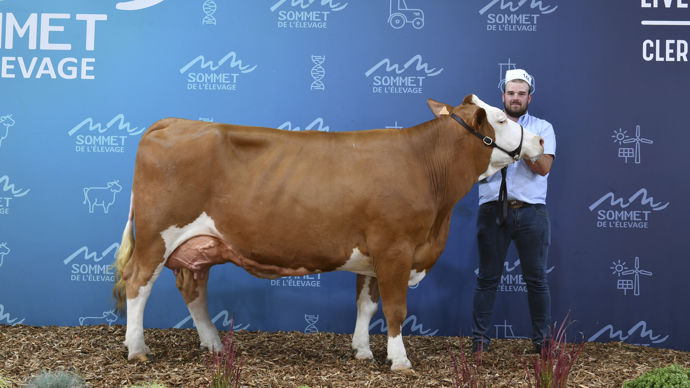 Concours européen : La double aptitude de la simmental mise en avant
