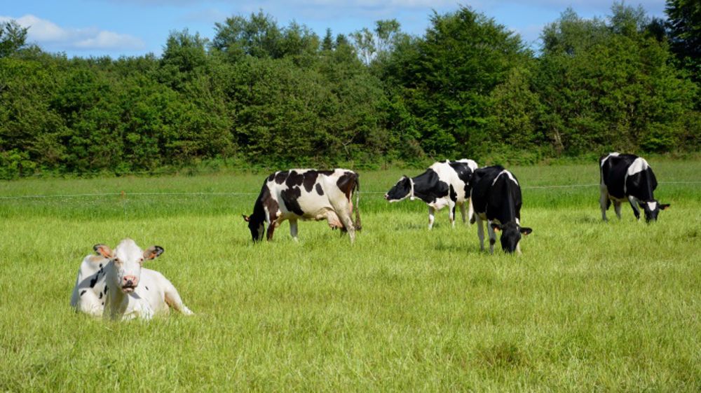Vaches laitières