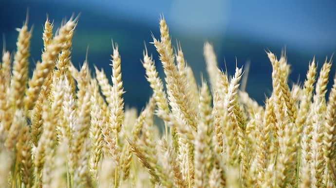 Abares a estimé la production de blé en Australie à 21,4 Mt