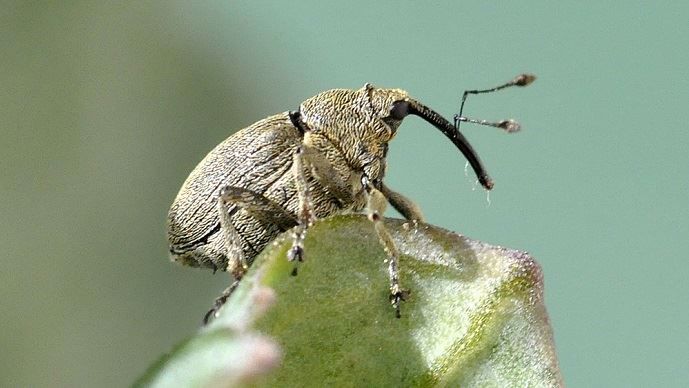 Signalement de charançons de la tige dans les colzas : que faire