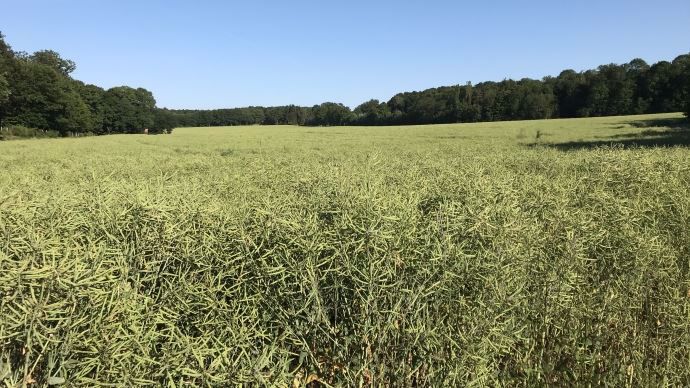 Etat des colzas à mi-mai