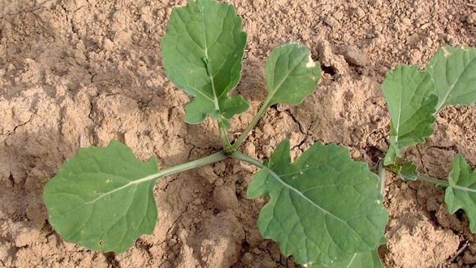 Conseils de Terres Inovia pour réussir son colza bio